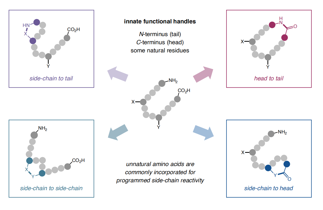 Cyclic Peptides Factory Buy Good Quality Cyclic Peptides Products From